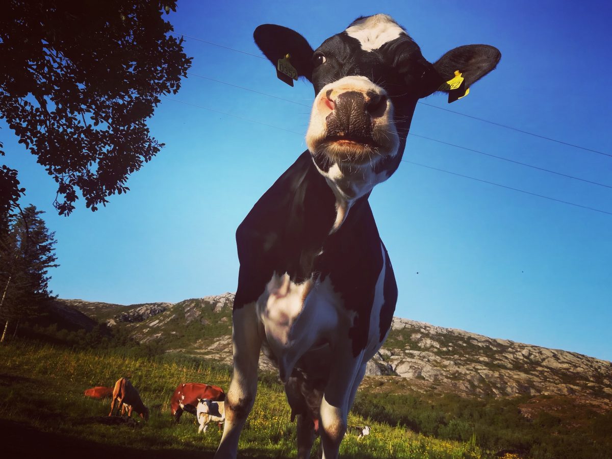 5 amazing technologies that make the farm more productive - Milky Day Blog