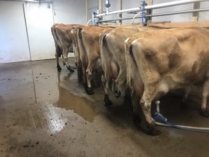 How to Run a Micro-Dairy in the US: This Is the Story of Brian Johnston ...